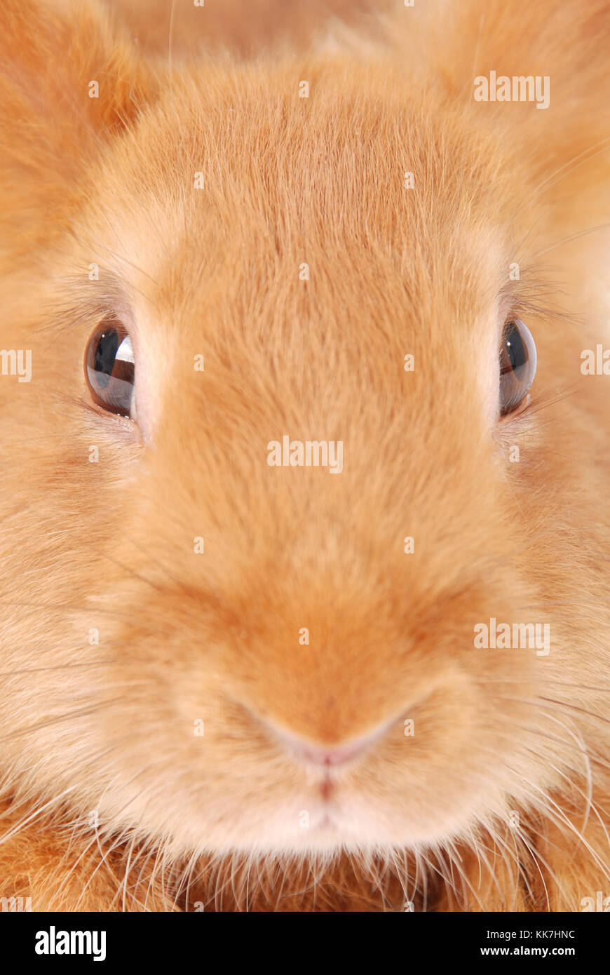 Little orange rabbit isolated on white background Stock Photo - Alamy