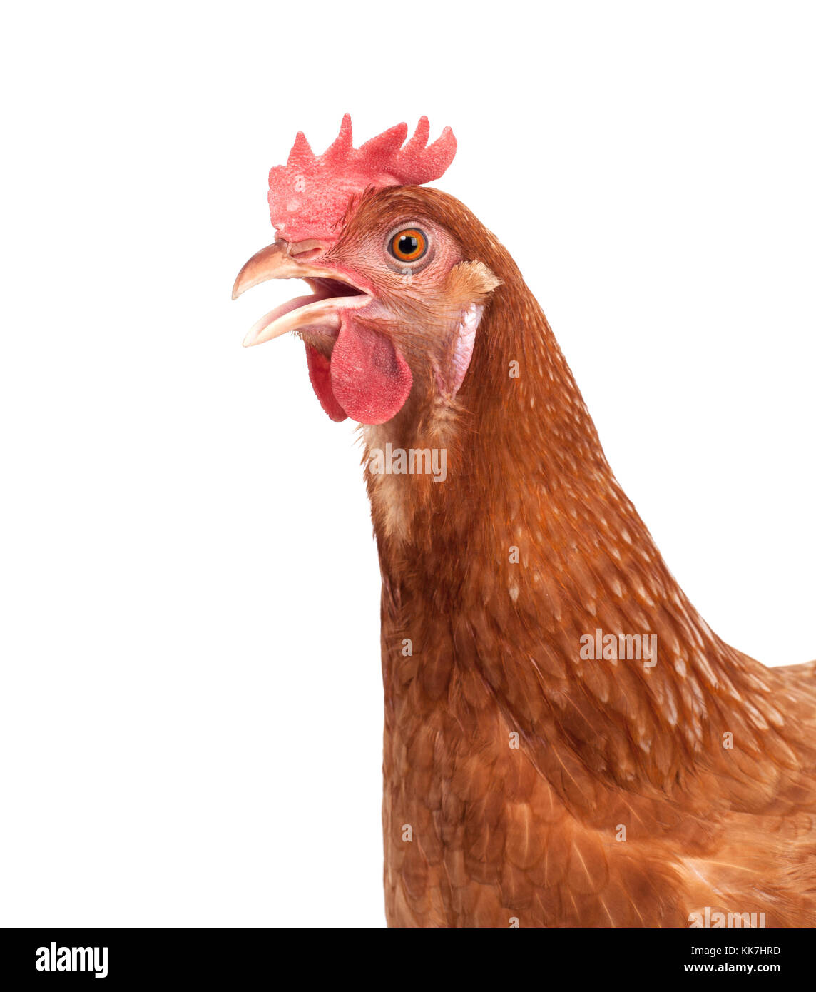 close up face of livestock chicken isolated white background Stock ...