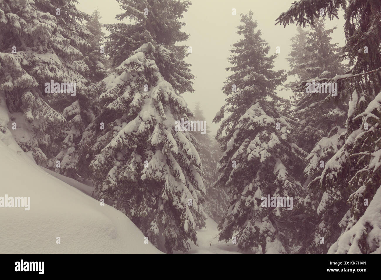 Winter scene forest covered with snow, toned like instagram filter ...