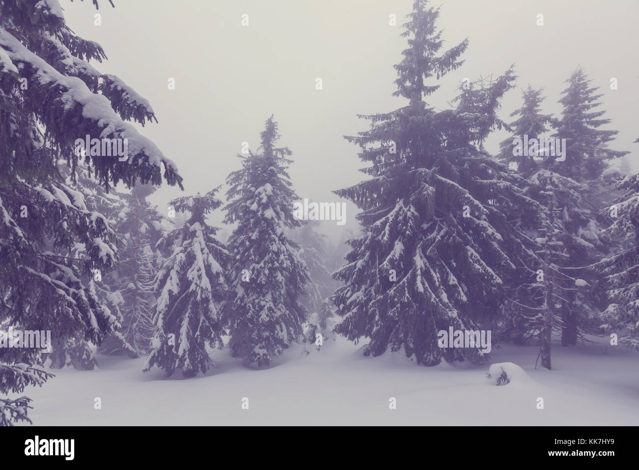 Winter scene forest covered with snow, toned like instagram filter ...