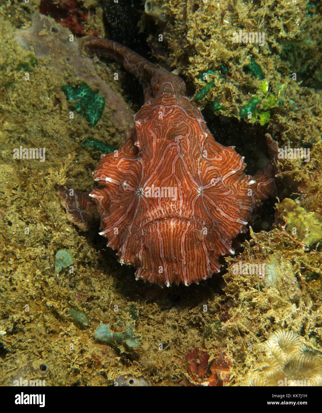 Rare frogfish hi-res stock photography and images - Alamy