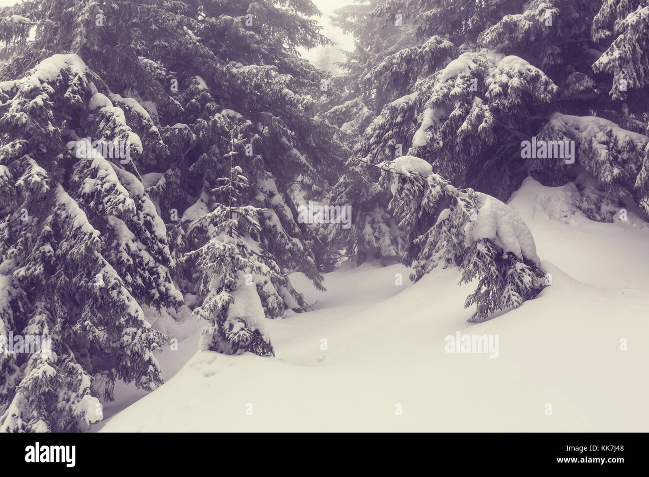 Winter scene forest covered with snow, toned like instagram filter ...