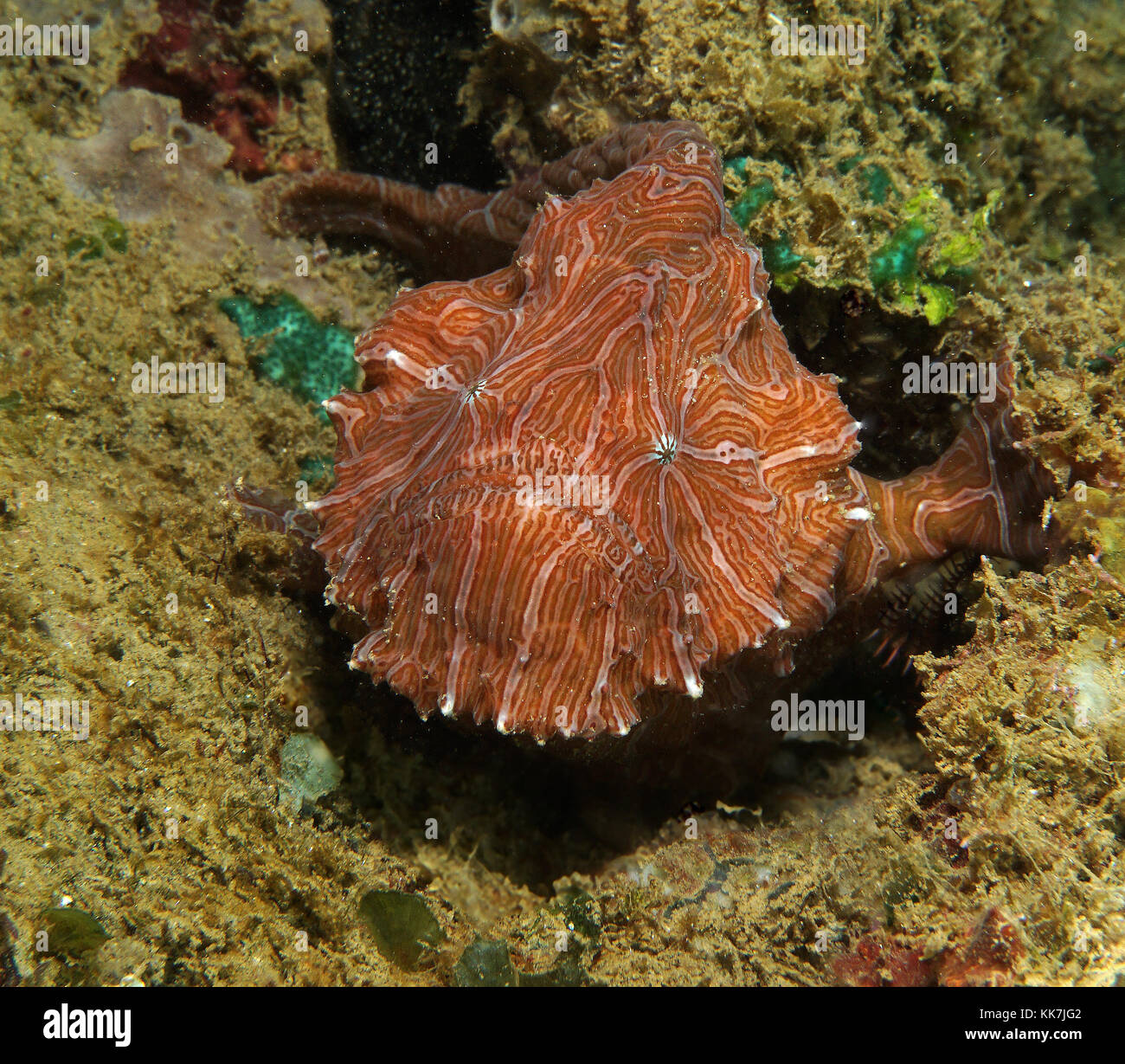 Histiophryne psychedelica hi-res stock photography and images - Alamy