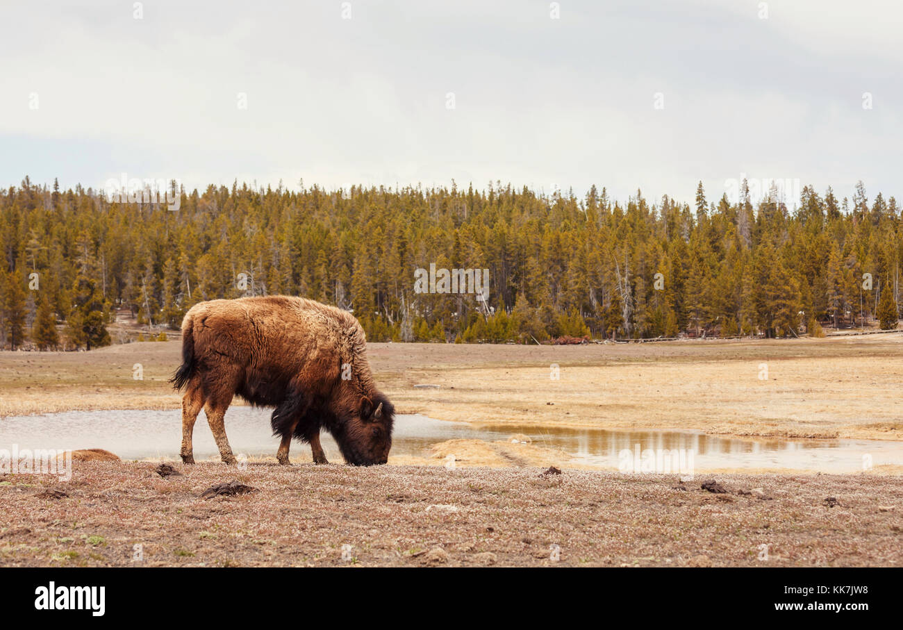 Buffalo in Yellowstone NP, USA Stock Photo - Alamy