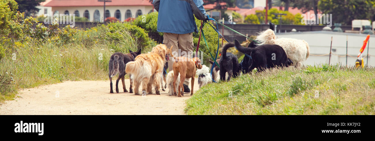 man walking many dogs Stock Photo - Alamy