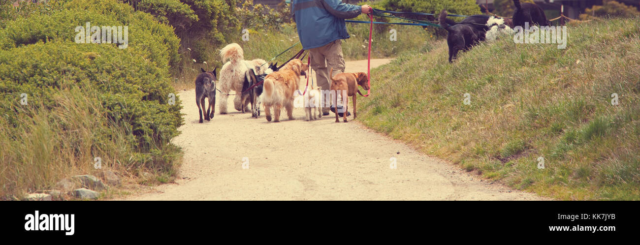 man walking many dogs Stock Photo - Alamy