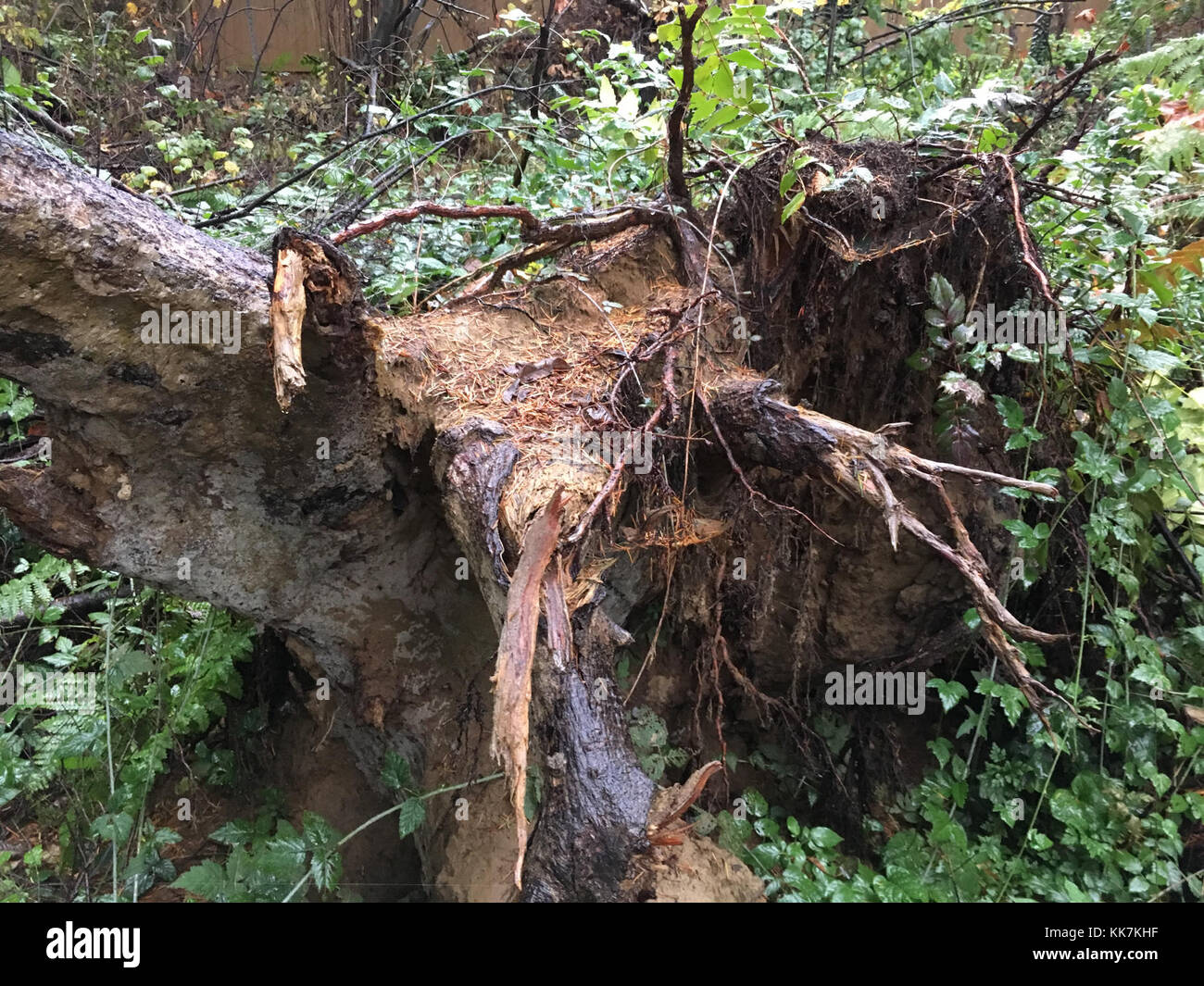 Root rot disease hi-res stock photography and images - Alamy