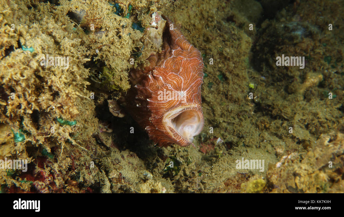 Psychodelic Frogfish Histiophryne psychedelica Stock Photo - Alamy