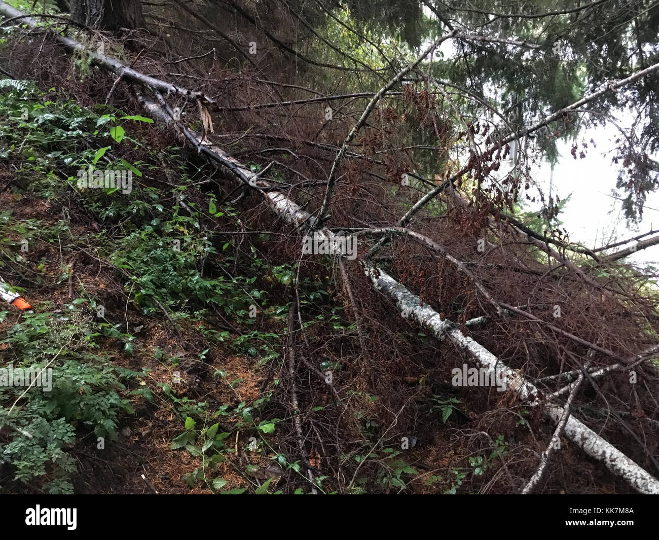 At least six trees infected with laminated root rot have fallen near ...