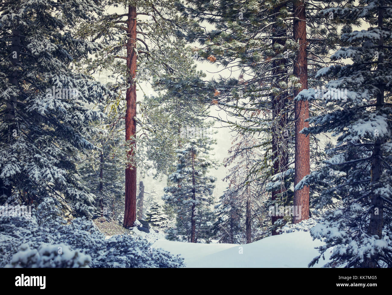 Scenic snow-covered forest in winter Stock Photo - Alamy