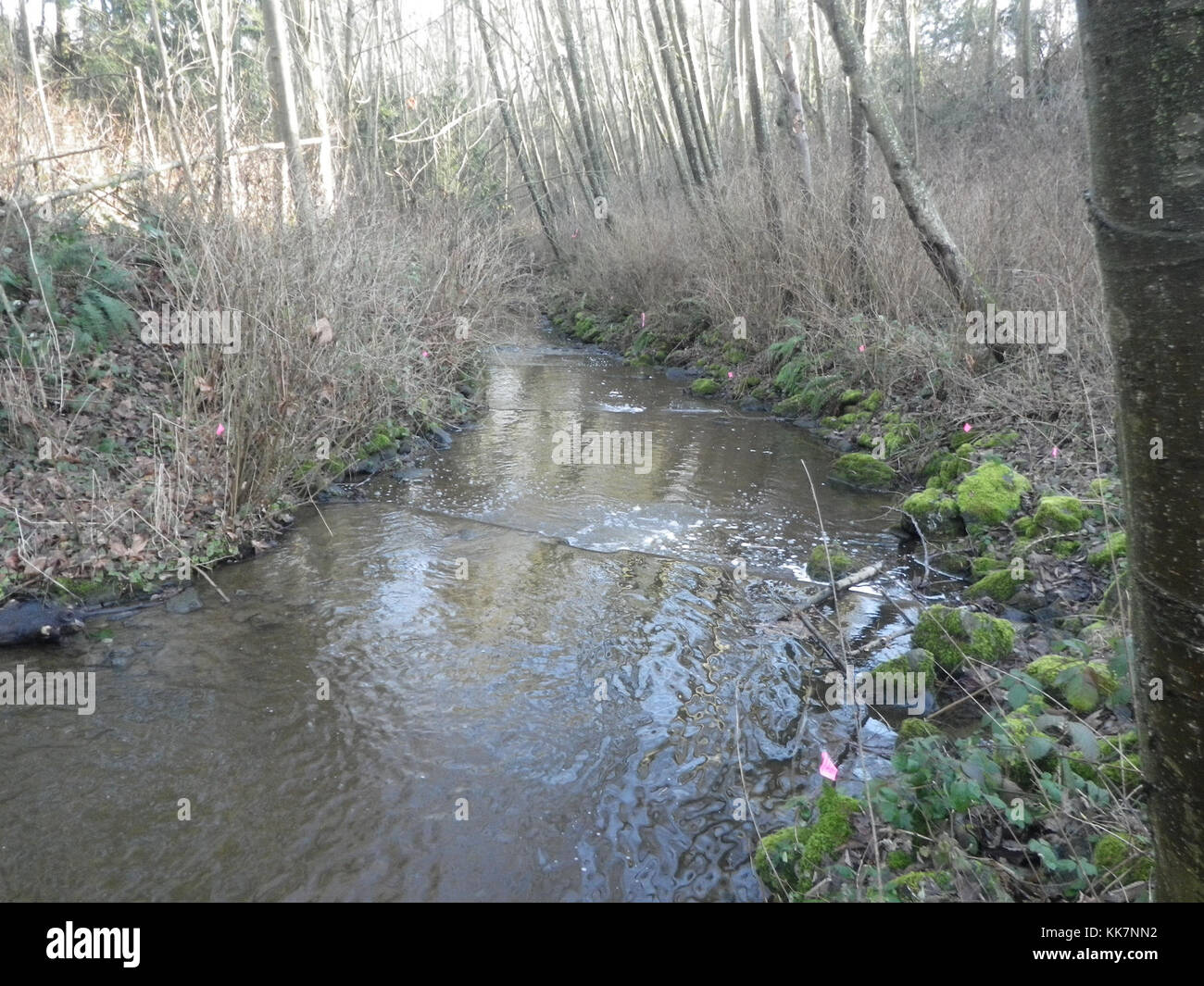 A small culvert, which is a barrier to fish, moves Church Creek under ...
