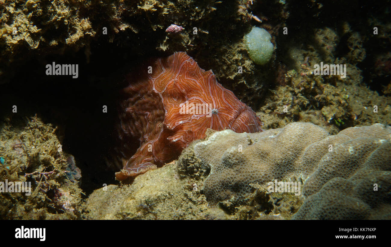 Psychodelic Frogfish Histiophryne psychedelica Stock Photo - Alamy