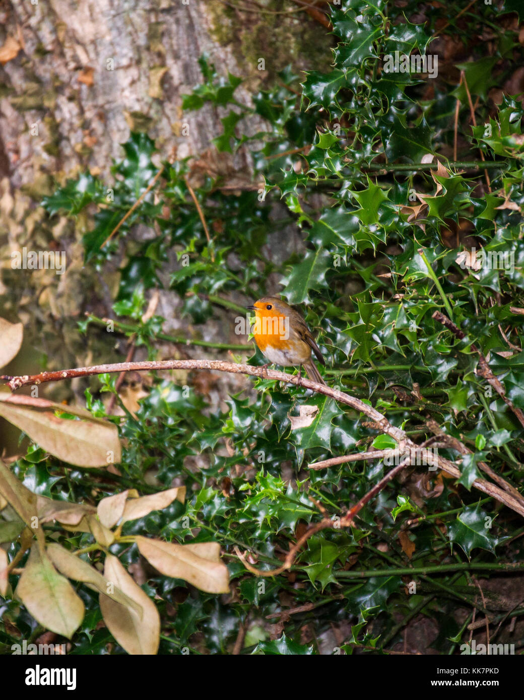 Christmas robin scene Stock Photo - Alamy