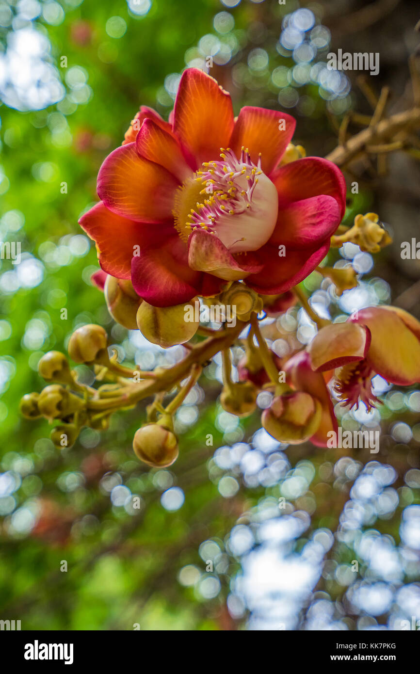 Sal flowers hi-res stock photography and images - Alamy