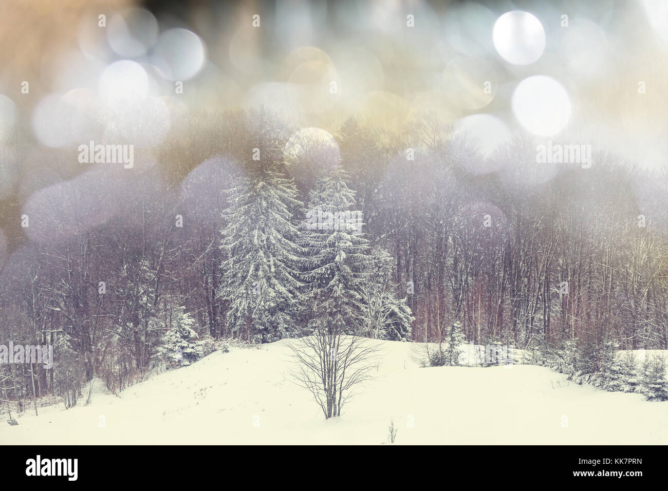 Scenic snow-covered forest in winter season. Good for Christmas ...