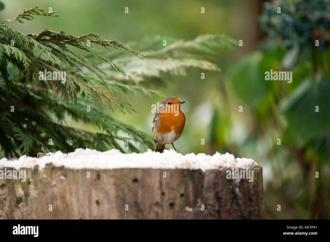 Robin tree snow fir hi-res stock photography and images - Alamy
