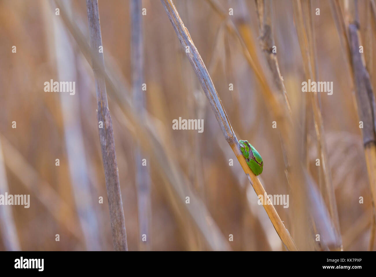 European tree frog (Hyla arborea formerly Rana arborea Stock Photo - Alamy