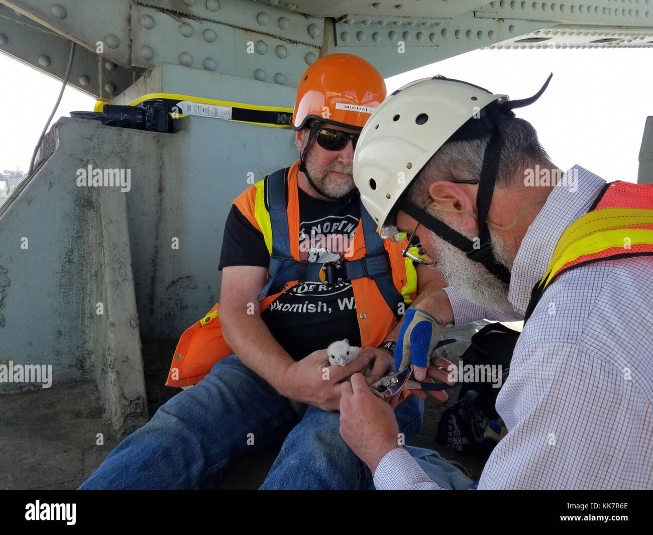 Second chick hi-res stock photography and images - Alamy