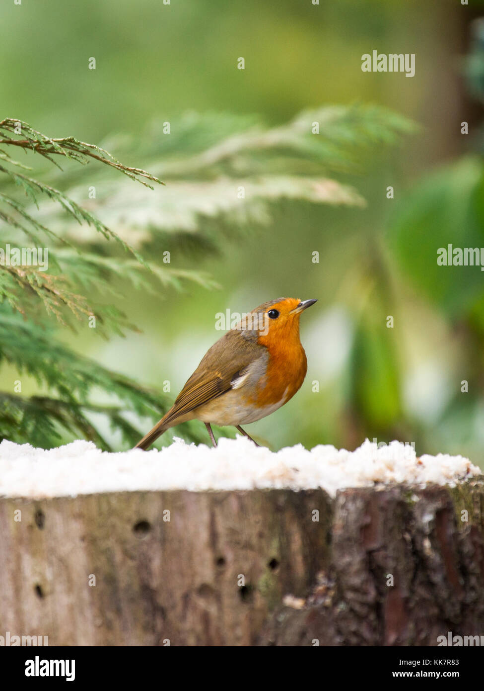 Christmas robin scene Stock Photo - Alamy
