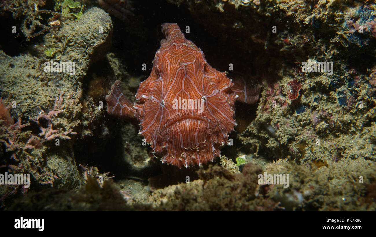 Psychodelic Frogfish Histiophryne psychedelica Stock Photo - Alamy
