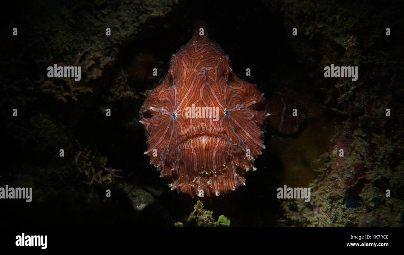 Psychodelic Frogfish Histiophryne psychedelica Stock Photo - Alamy