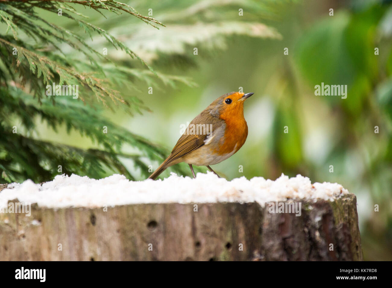 Robin tree snow fir hi-res stock photography and images - Alamy
