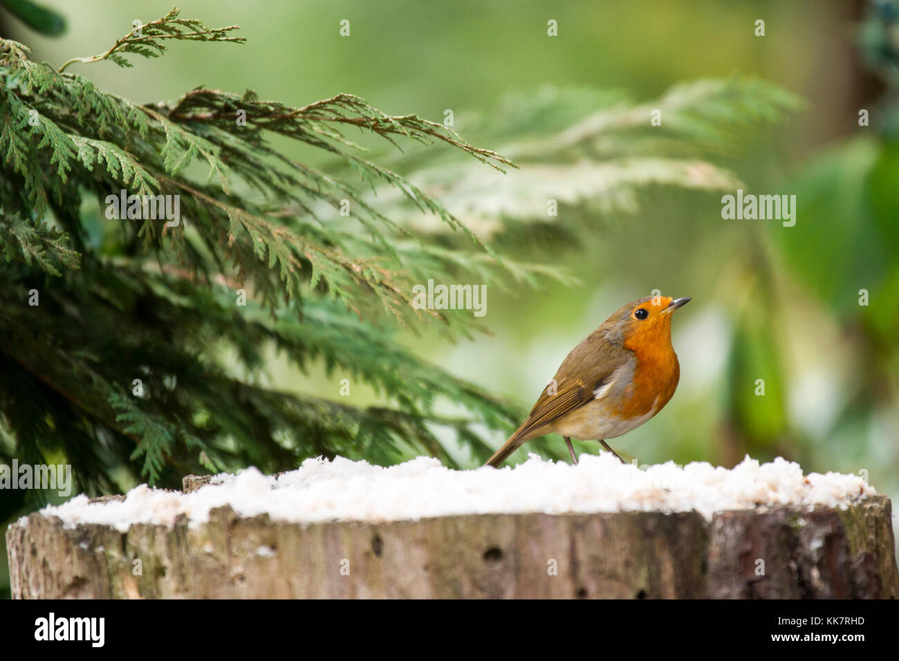 Christmas robin scene Stock Photo - Alamy