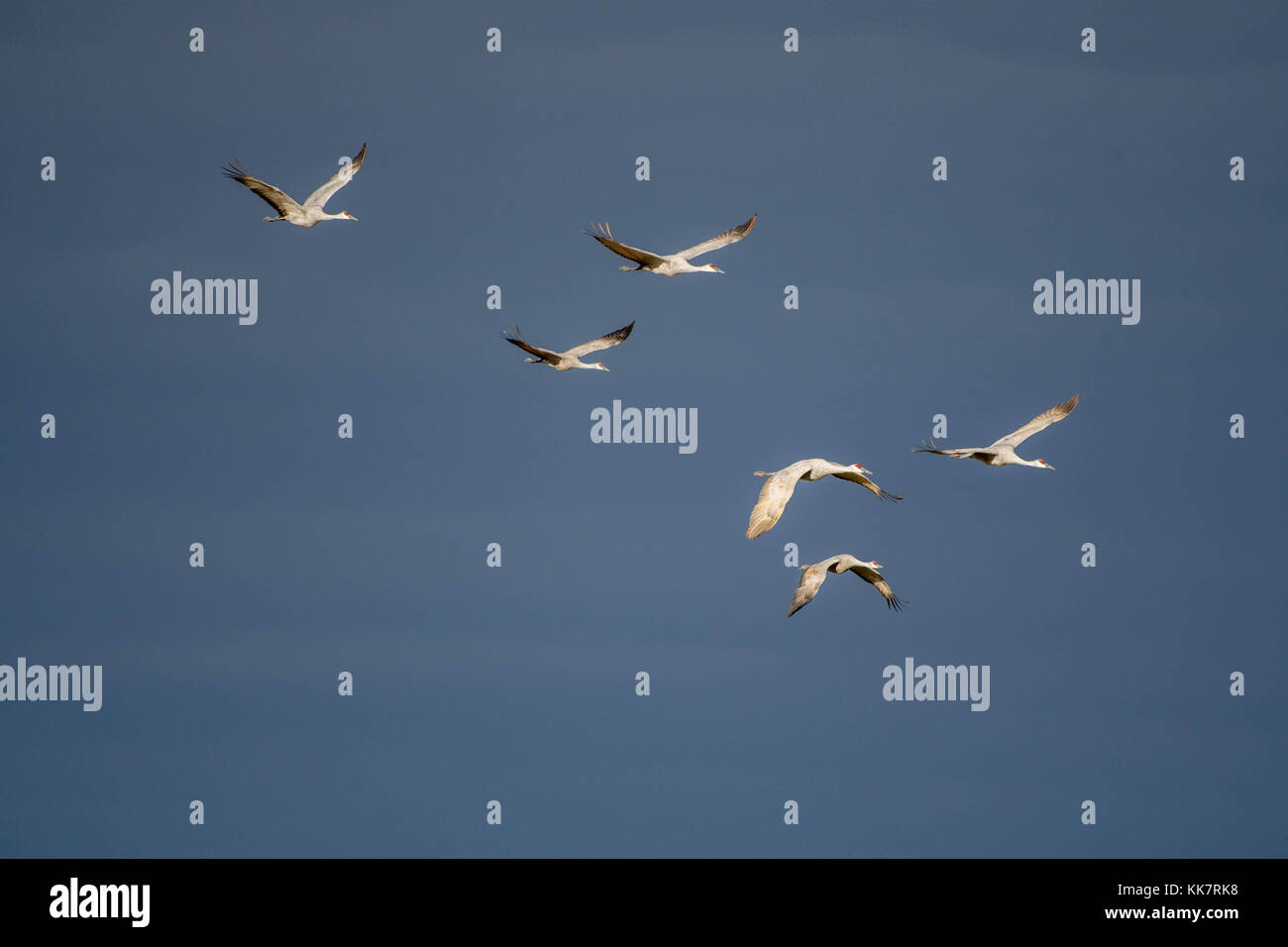 Flying Sandhiil Cranes, (Grus canadensis), Bernardo Waterfowl Area ...