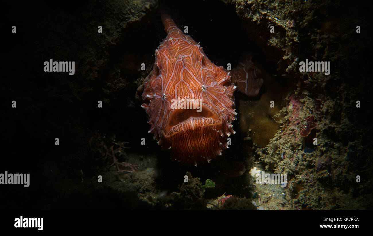 Psychodelic Frogfish Histiophryne psychedelica Stock Photo - Alamy
