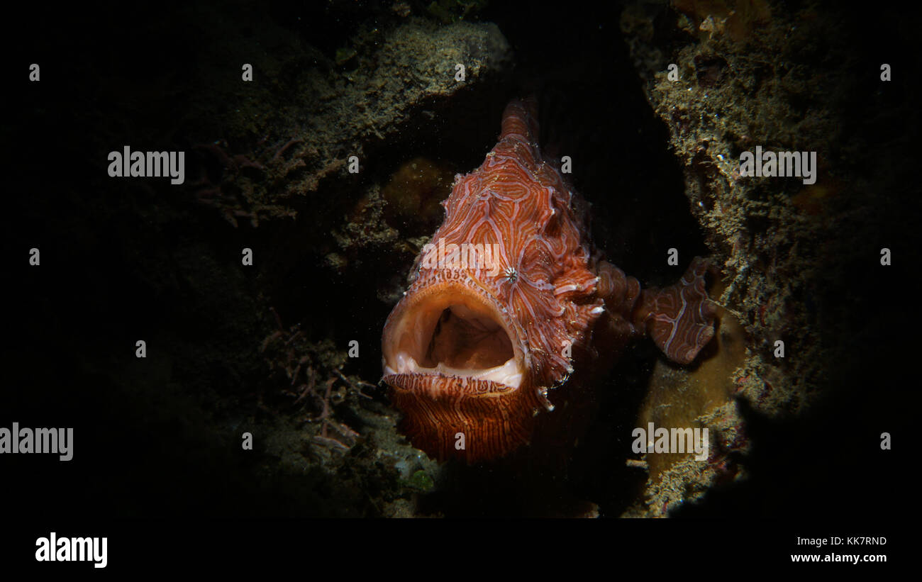 Histiophryne psychedelica hi-res stock photography and images - Alamy