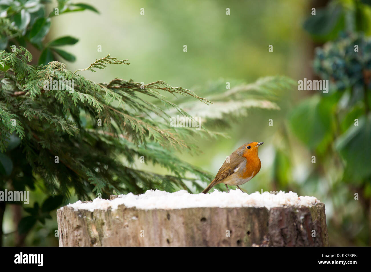 Christmas robin scene Stock Photo - Alamy