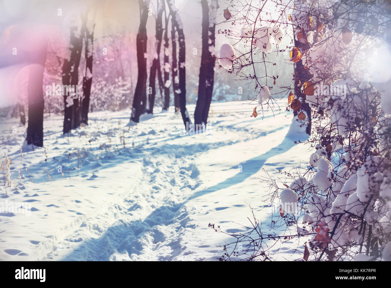 Scenic snow-covered forest in winter season. Good for Christmas ...