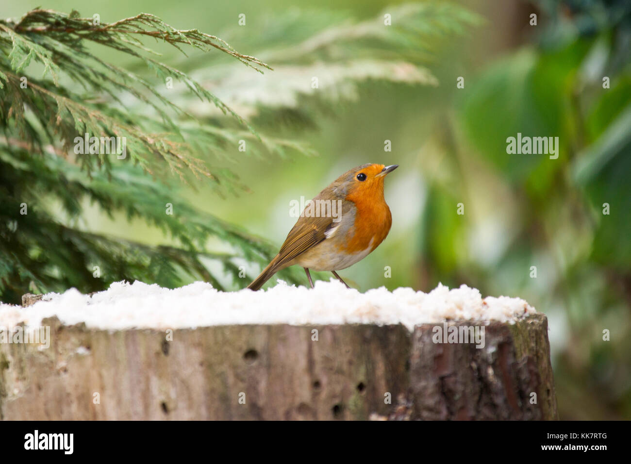 Christmas robin scene Stock Photo - Alamy