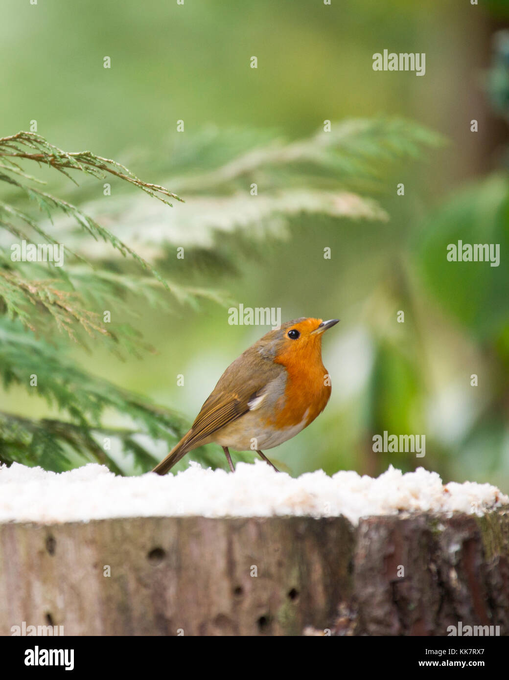 Christmas robin scene Stock Photo - Alamy