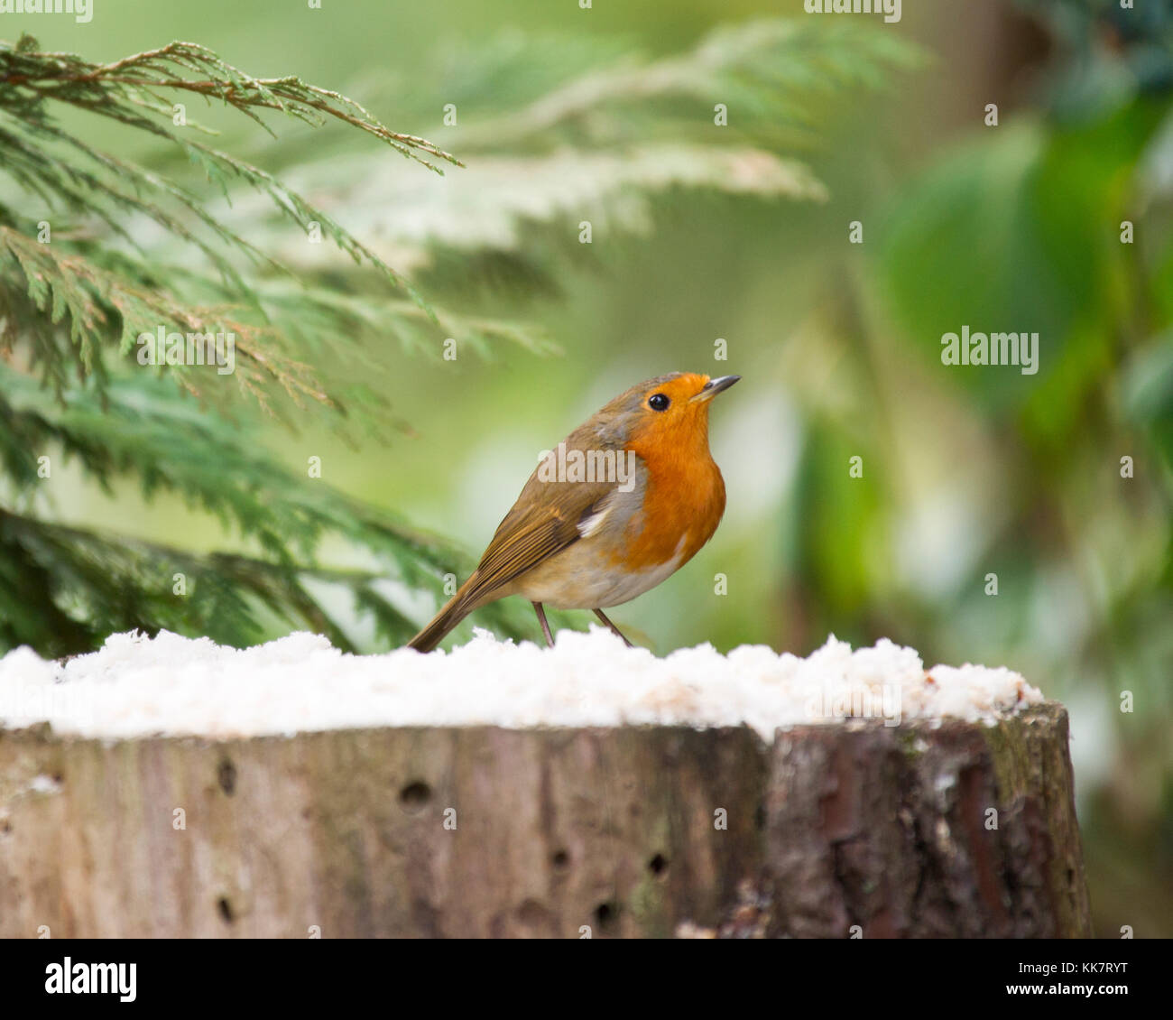 Christmas robin scene Stock Photo - Alamy