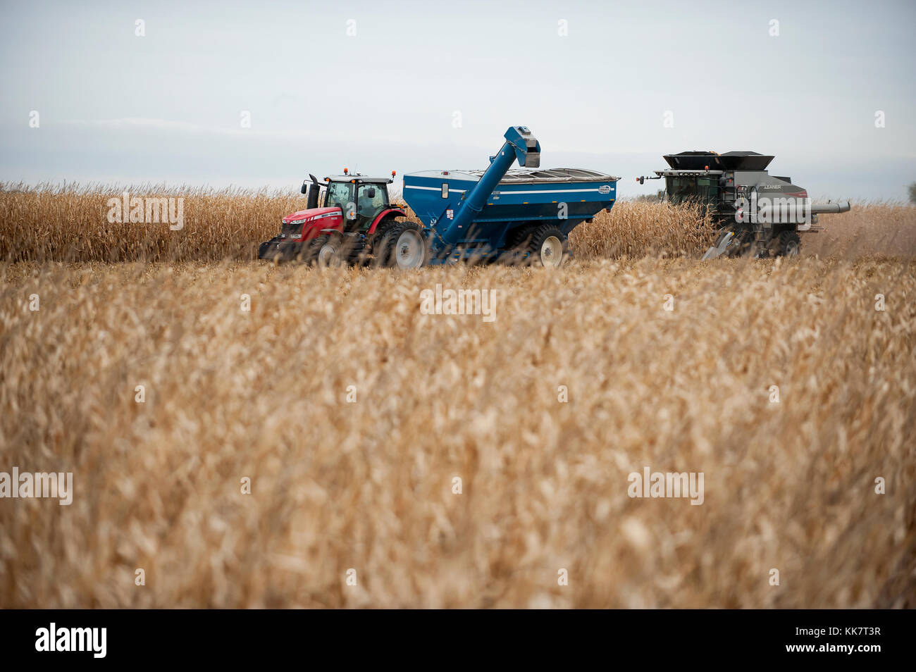 HARVESTING CORN WITH A GLEANER COMBINE ON A FARM IN BLOOMING PRAIRIE ...