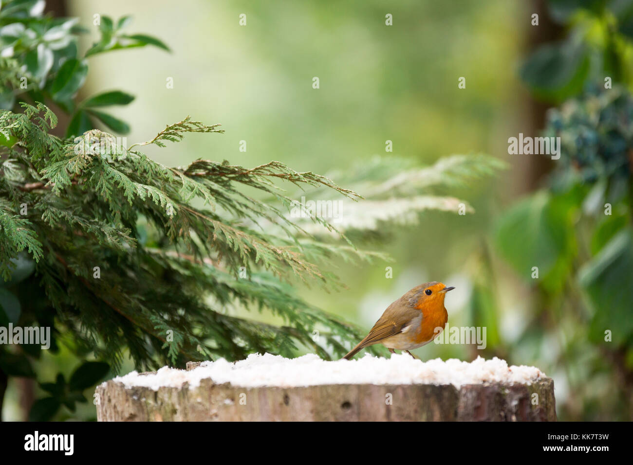 Christmas robin scene Stock Photo - Alamy