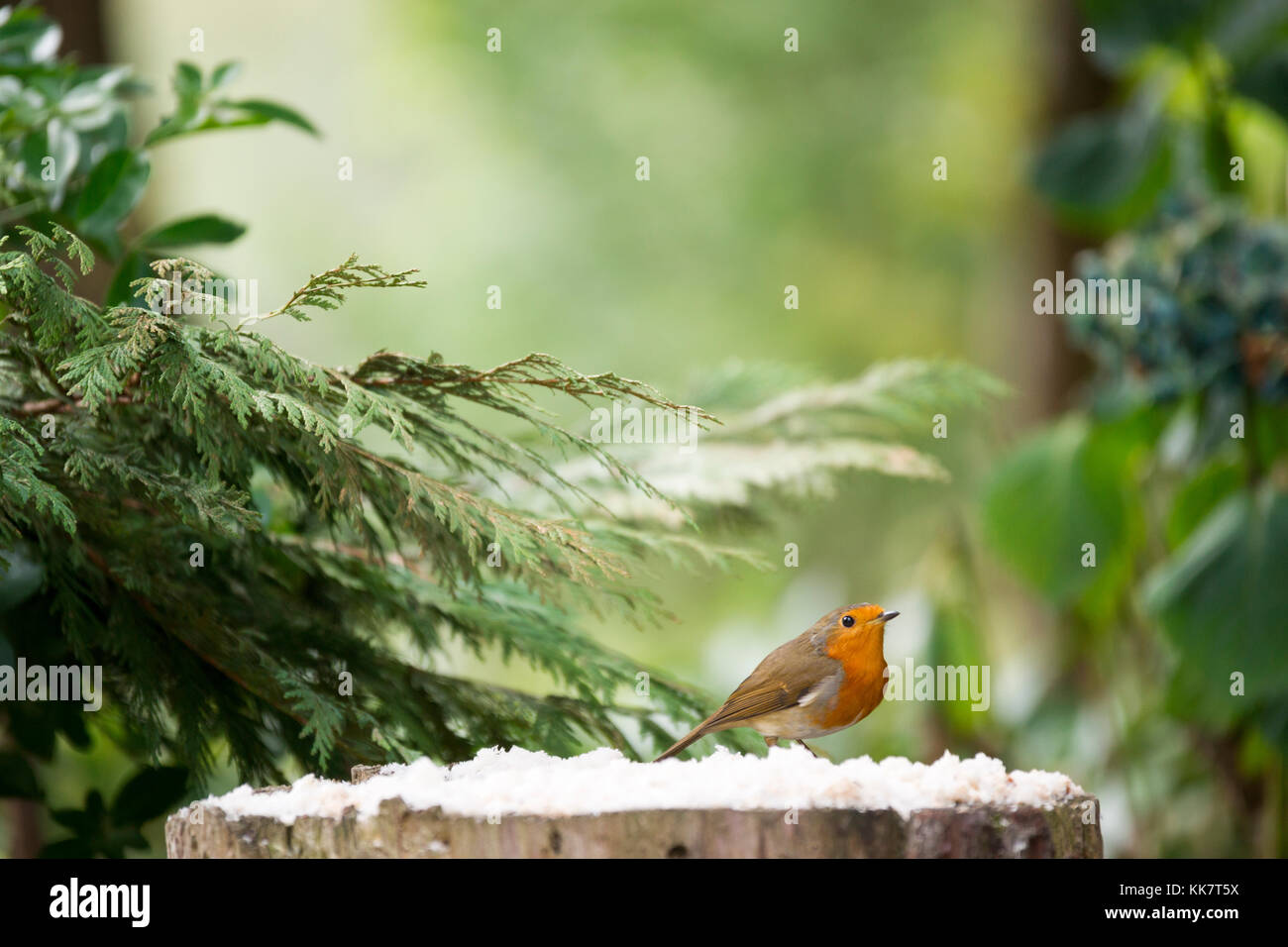 Christmas robin scene Stock Photo - Alamy