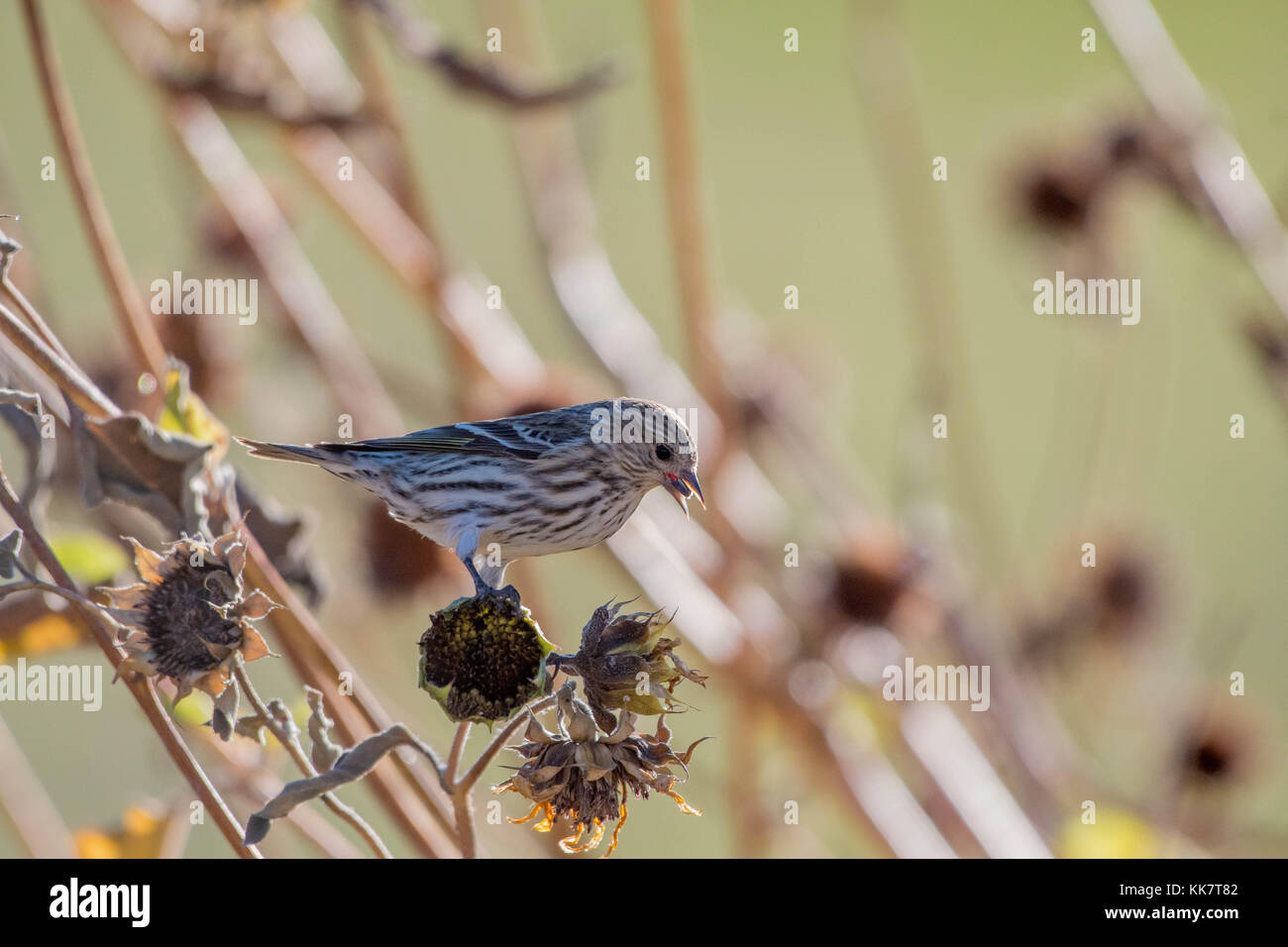 Pine Siskin, (Spinus pinus), eating Annual Sunflower, (Helianthus ...