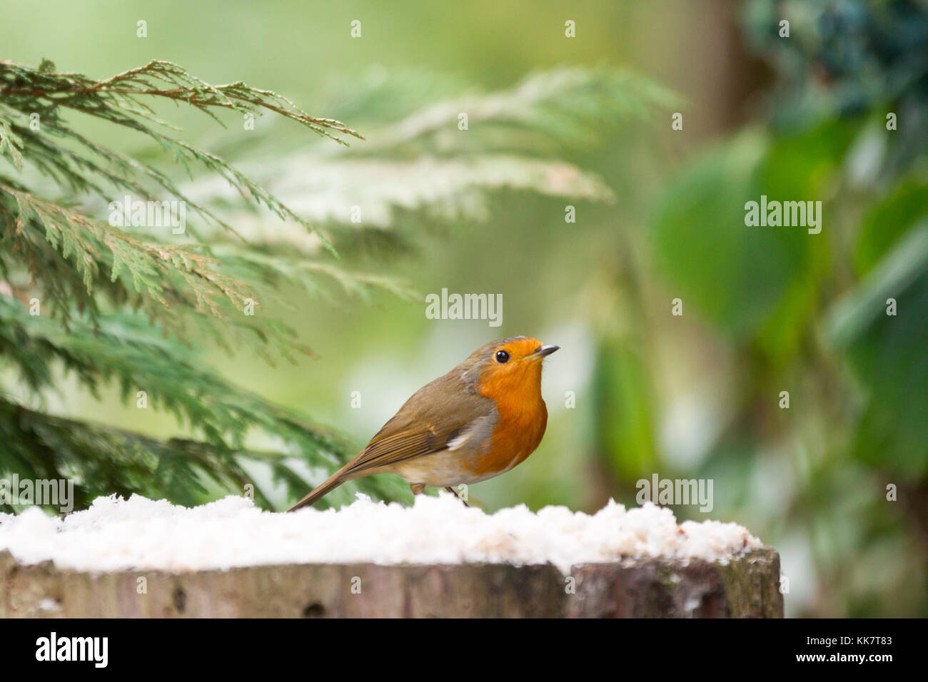 Christmas robin scene Stock Photo - Alamy