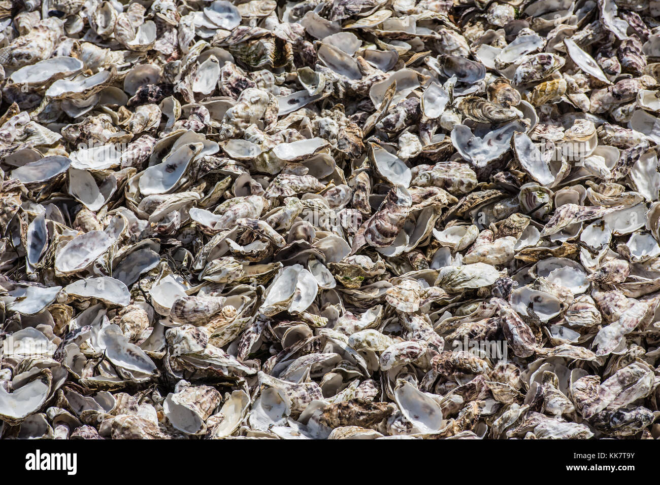 Oyster shell texture hi-res stock photography and images - Alamy