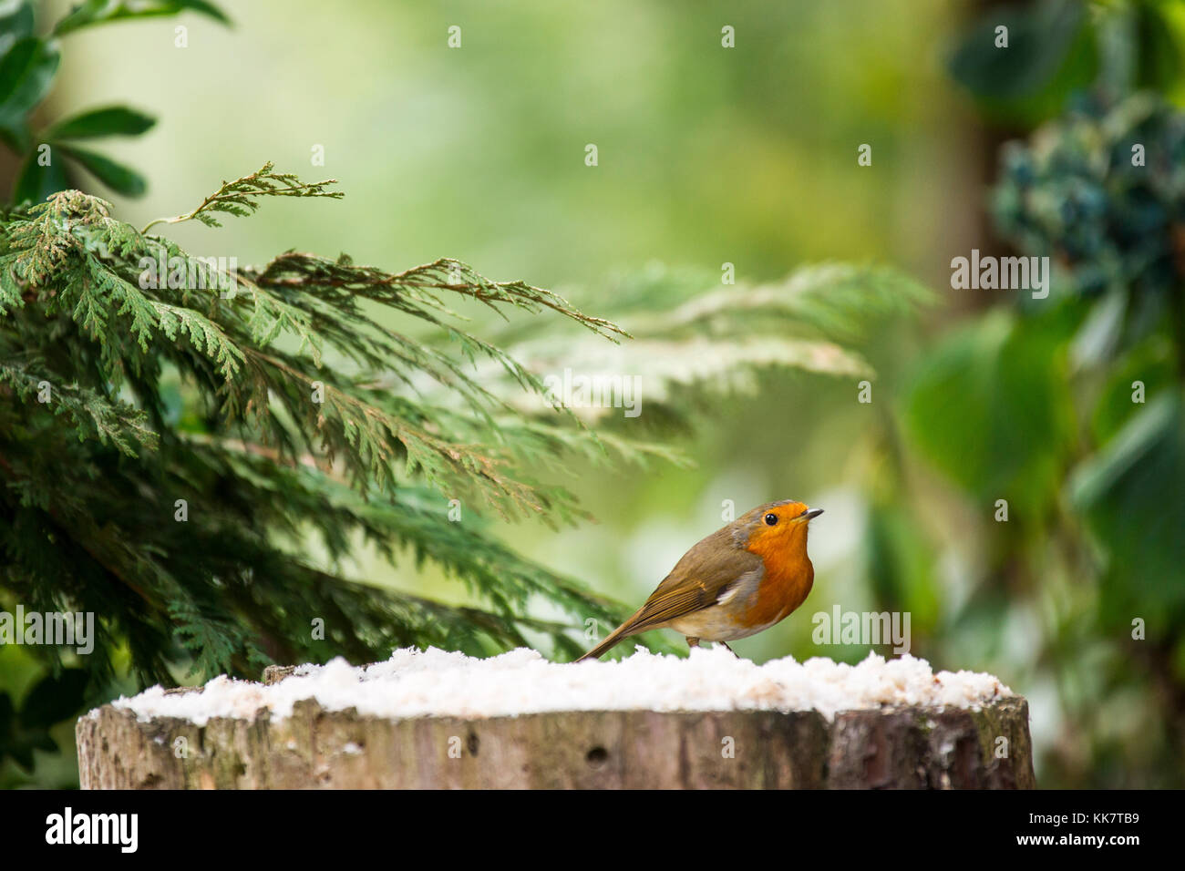 Christmas robin scene Stock Photo - Alamy