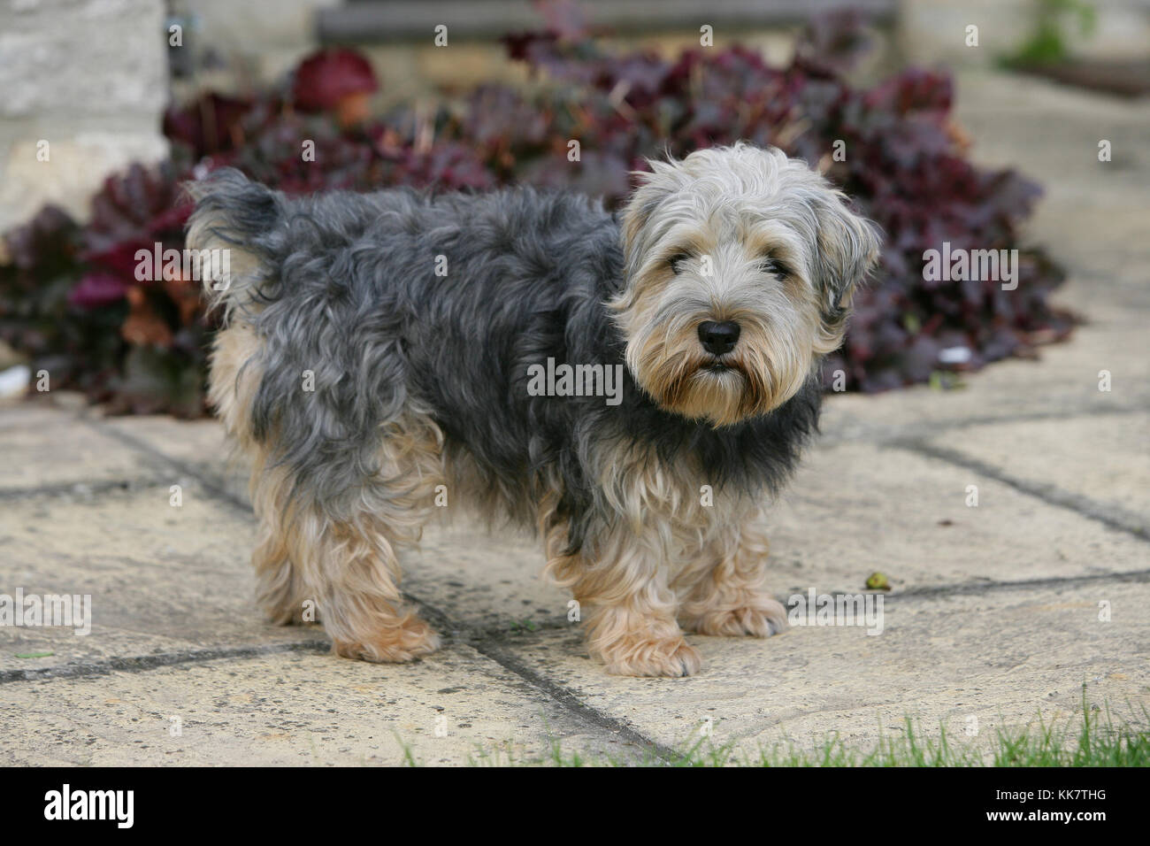 Lucas Terrier High Resolution Stock Photography and Images - Alamy