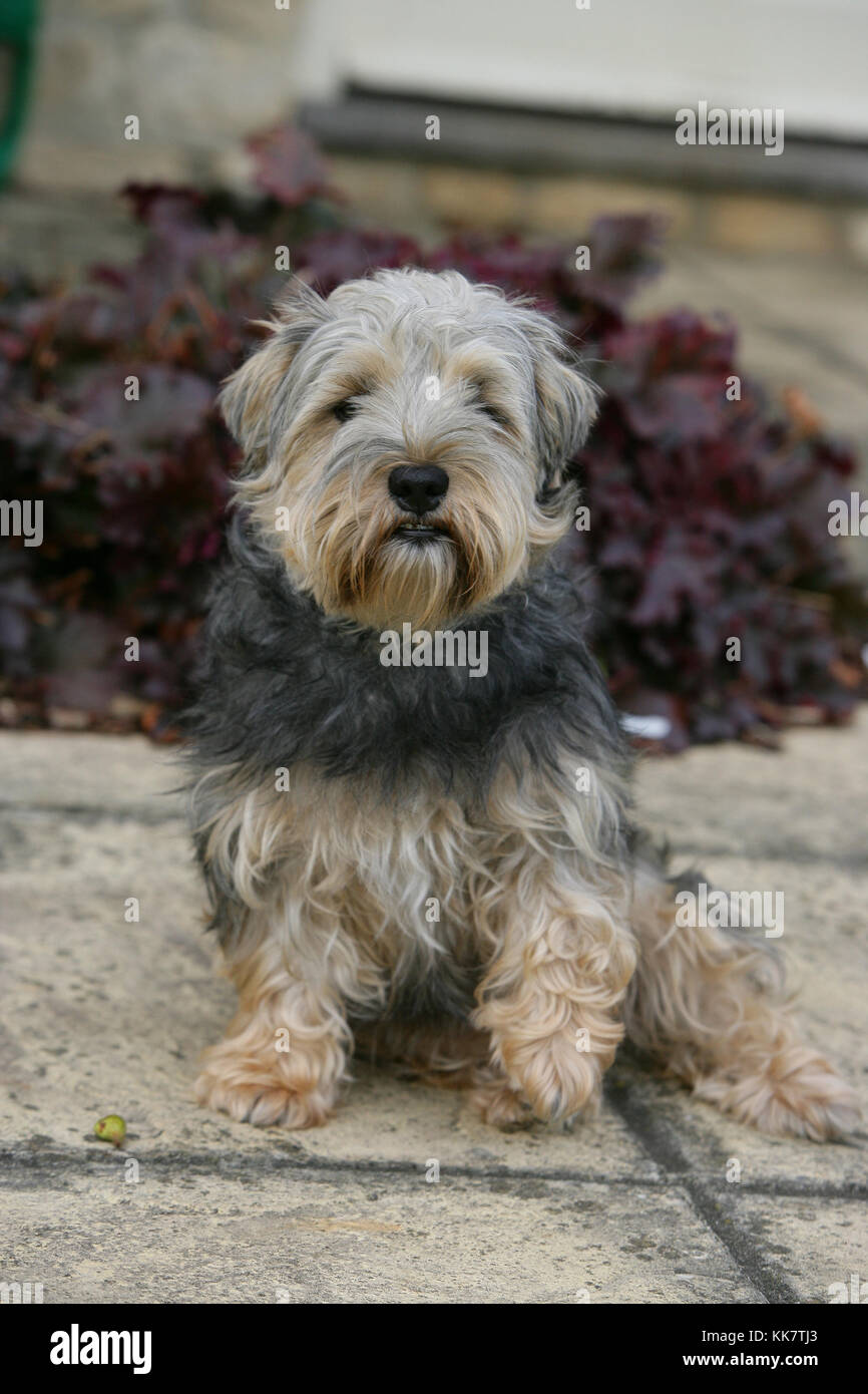 Are Lucas Terriers A Vulnerable Breed