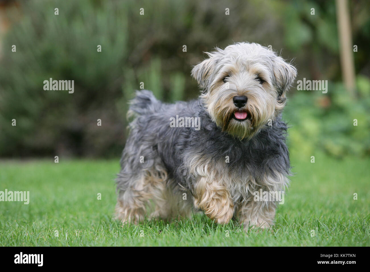 Are Sporting Lucas Terrier Hypoallergenic