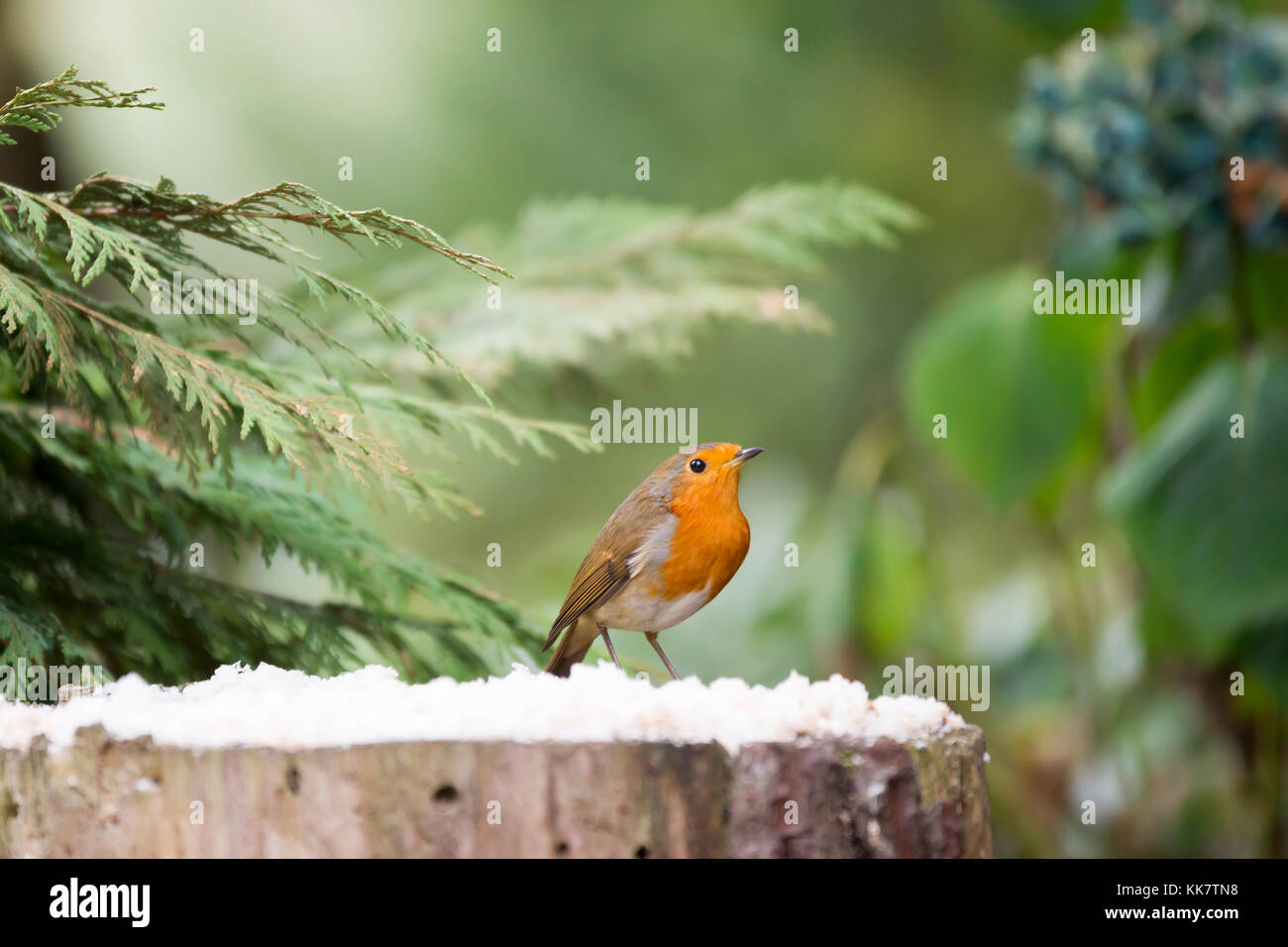 Christmas robin scene Stock Photo - Alamy