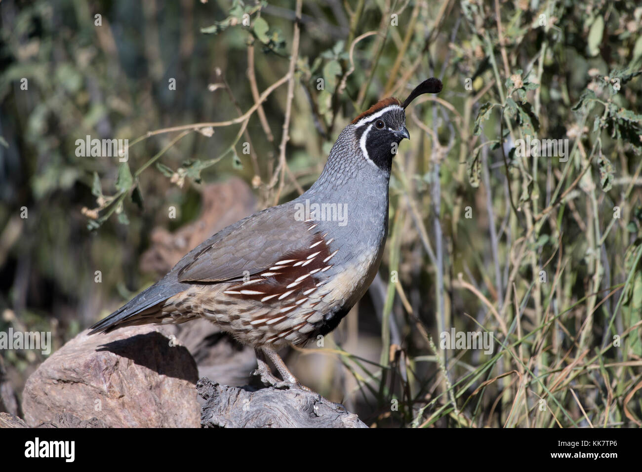 Male Gambel's Quail, (Callipepla gambelli), Bosque del Apache National ...