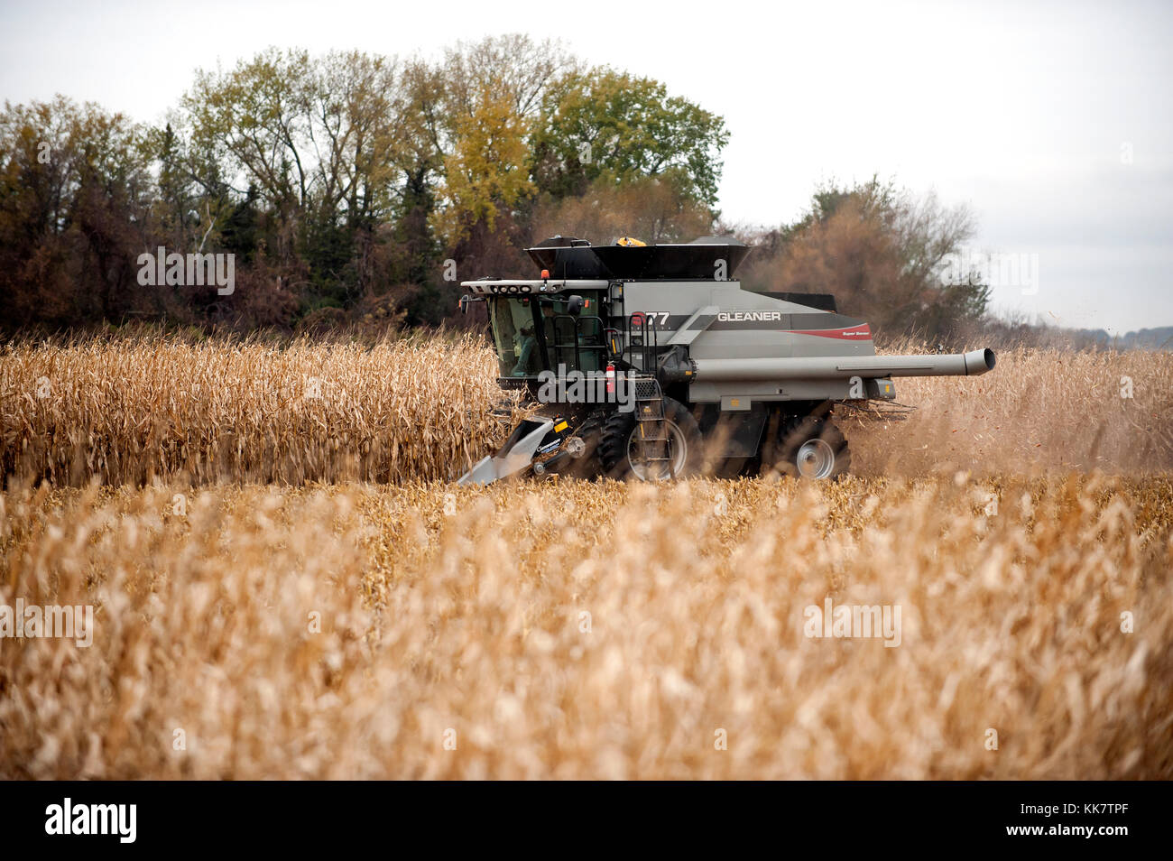 HARVESTING CORN WITH A GLEANER COMBINE ON A FARM IN BLOOMING PRAIRIE ... HARVESTING CORN WITH A GLEANER COMBINE ON A FARM IN BLOOMING PRAIRIE ...