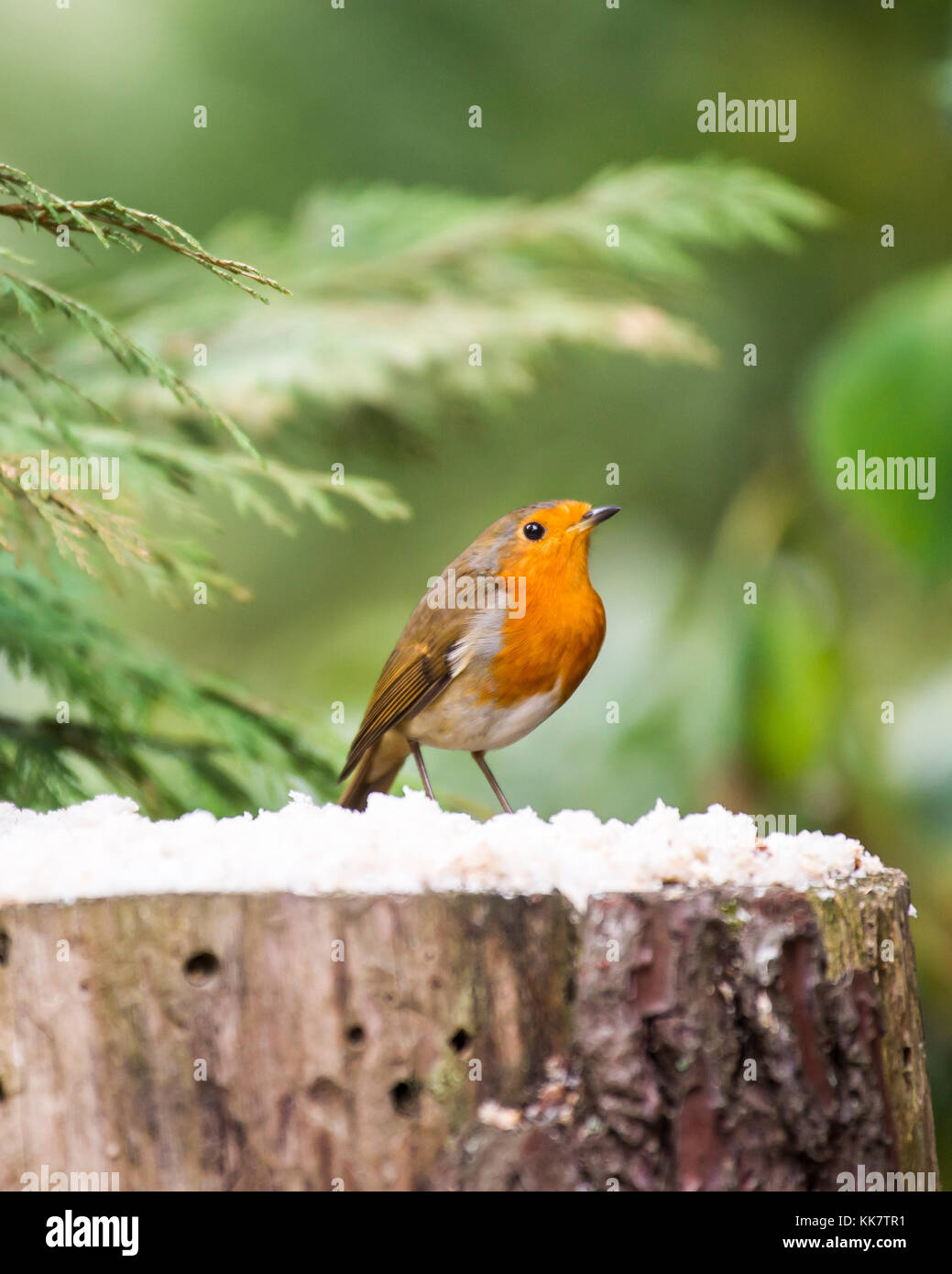 Christmas robin scene Stock Photo - Alamy