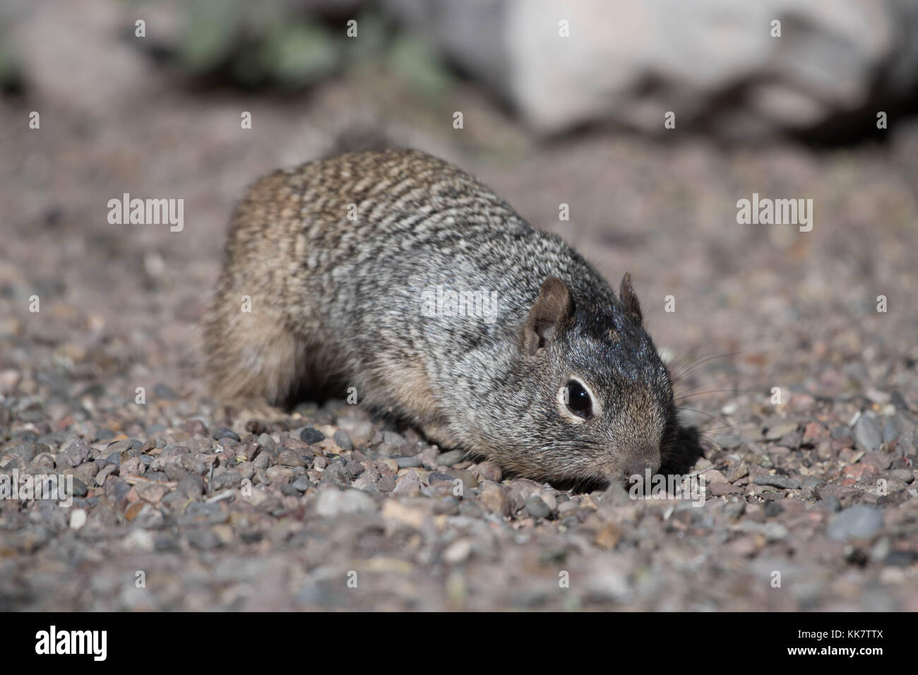 Rock Squirrel, (Ostospermophilus variegatus), Bosque del Apache ...
